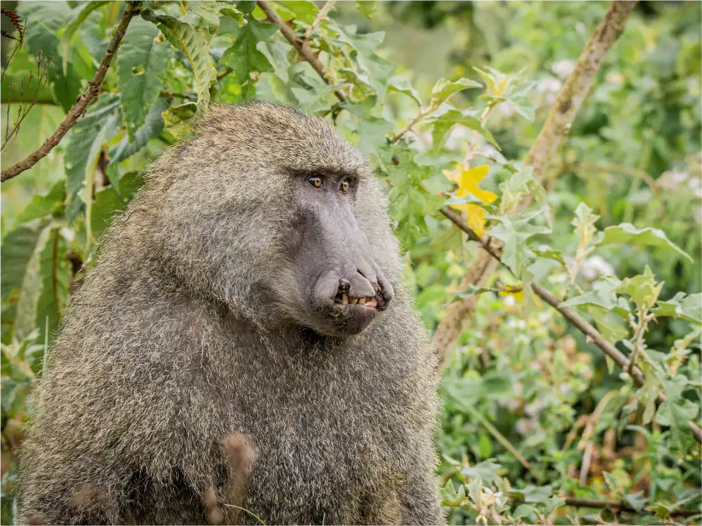 Baboons | Bobby Tours
