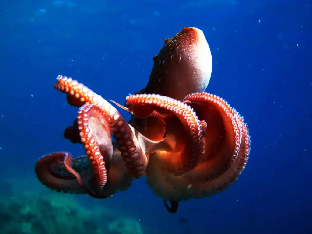 Octopuses | Bobby Tours