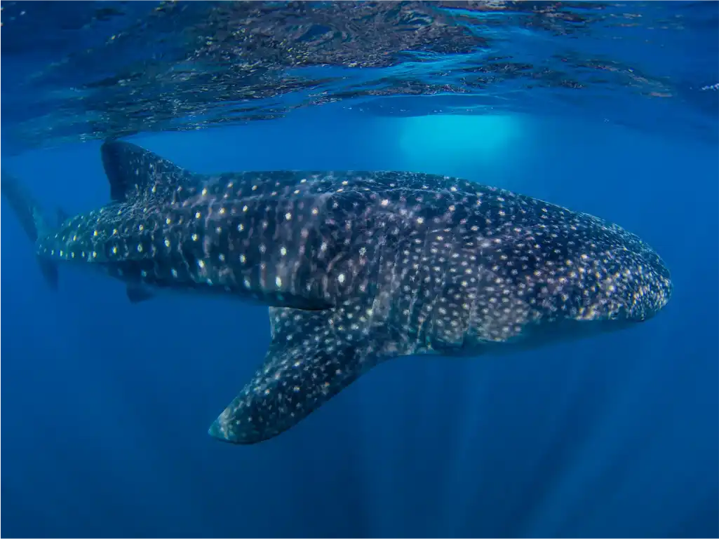 Whale Sharks | Bobby Tours
